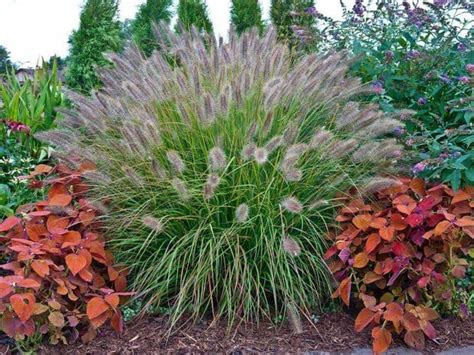 6 Texas Landscape Must Haves Low Maintenance And Drought Resistant