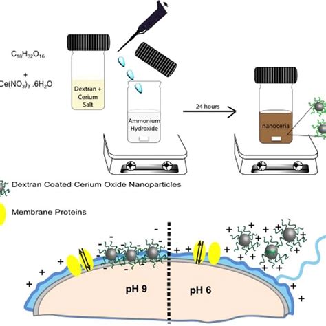 Bacterial Growth Inhibition And Growth Rate μ And Lag Phase λ