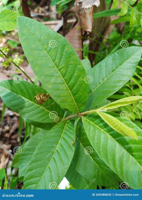 Guava Tree Seeds Are Already Large And Look Very Fertile Stock Photo Image Of Herb Tree