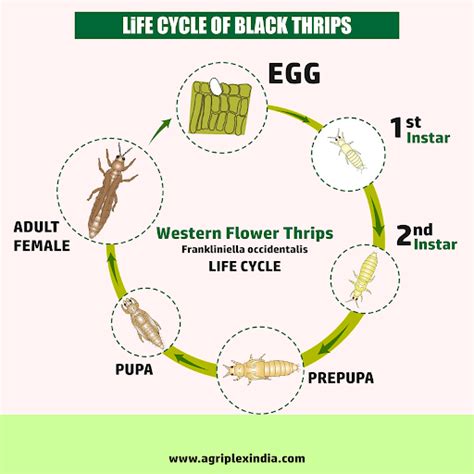Thrips Free Harvest Proven Methods For Managing Black Thrips In Chill Agriplex