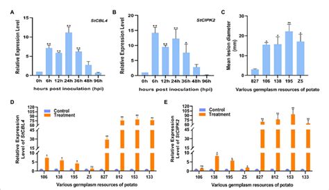Expression Profile Of Stcbl4 And Stcipk2 Genes Infected By Rhizoctonia Download Scientific