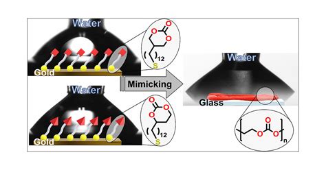 Carbonate Terminated Self Assembled Monolayers For Mimicking Nanoscale Polycarbonate Surfaces