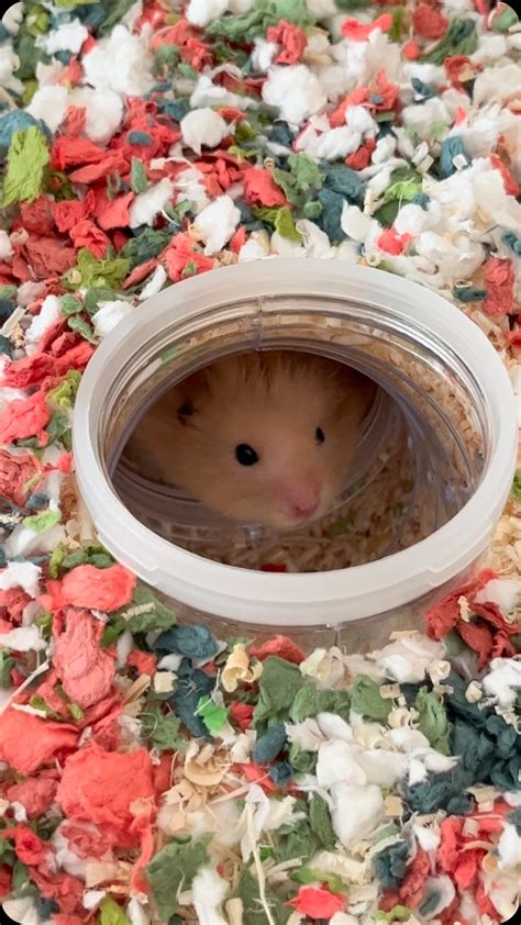 재재 율무도 좀 늦었지만 아파트 아파트 ~~ 아기햄스터 햄스터그램🐹 ゴールデンハムスター 햄스터일상 골든햄스터 ハムスター Hamster 햄스터그램