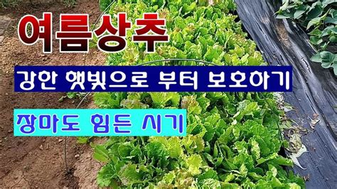 텃밭농부 1559 여름상추를 강한 햇빛과 장맛비로 부터 보호하는 방법 상추재배 Youtube