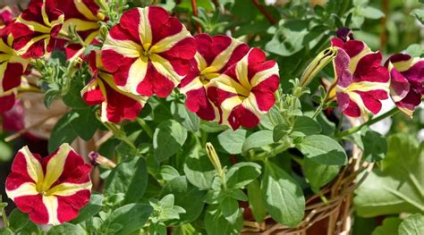 무료 사진 아름 다운 꽃 장식 고리 버들 세공 바구니 자연 정원 피 꽃 여름 잎 밝은