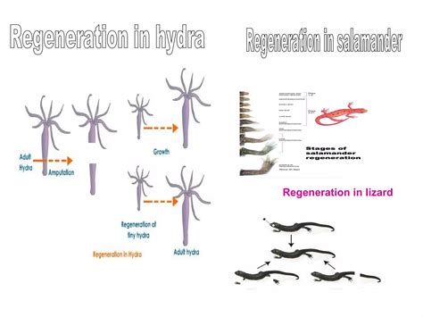 Asexual Reproduction Ppt Ppt