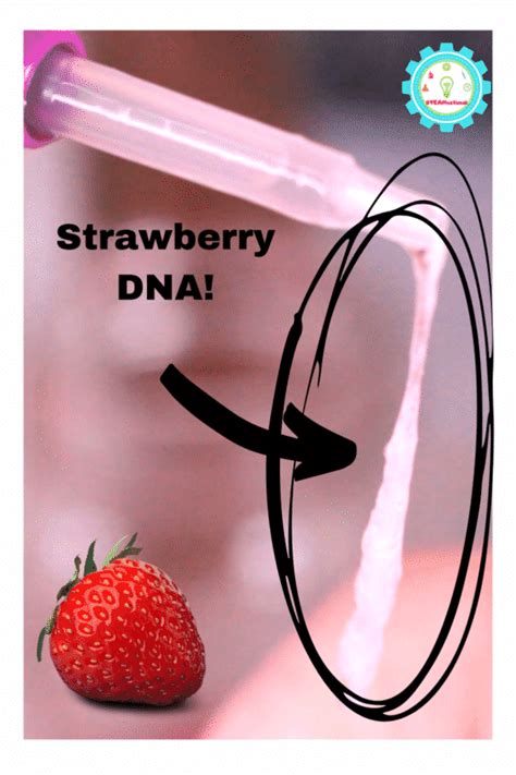 DNA Extraction Lab Extracting DNA From Strawberries And Other Fruit