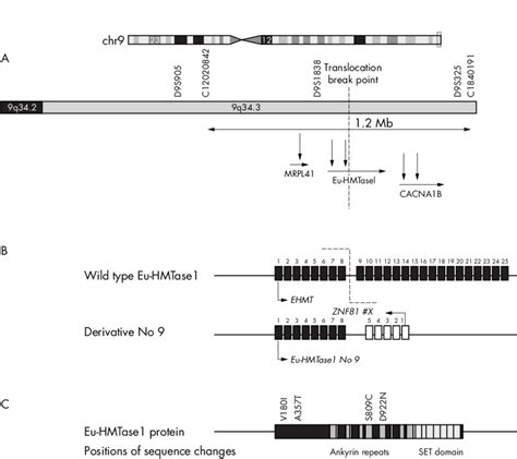 Schematic View Of The Subtelomeric Region Of 9q343 Including The