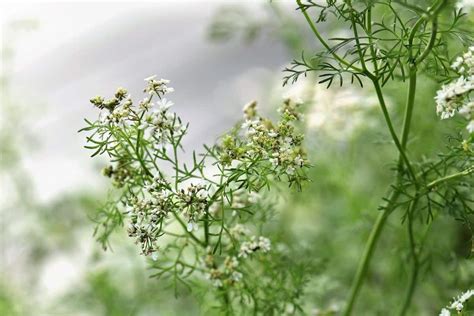 Cilantro Propiedades Beneficios Usos Y Guía Completa Para Su Cultivo