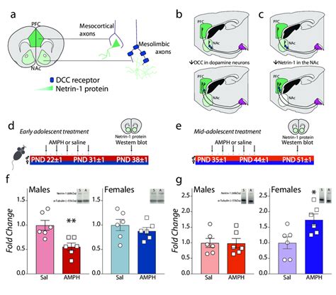 Amph Upregulates Netrin 1 In The Nac Of Mid Adolescent Females Download Scientific Diagram