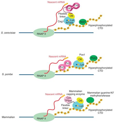 Enzymology Of Rna Cap Synthesis Pmc