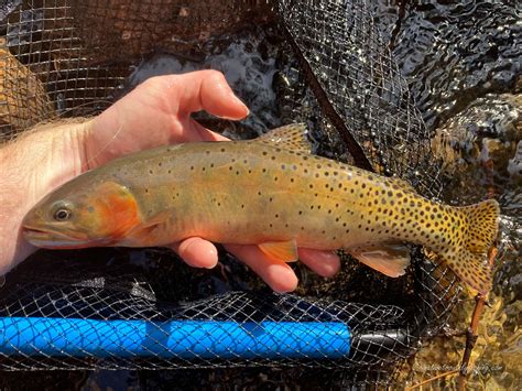 Where To Catch Colorado River Cutthroat Trout