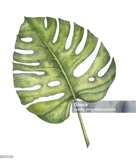 몬스 테라 그린 팜 리프 고립된 배경에 손으로 그린 이국적인 열대 식물 인사말 카드 또는 청첩장을위한 식물 그림 아이콘 또는 로고에 대한 그림입니다 다채로운 스케치 0명에