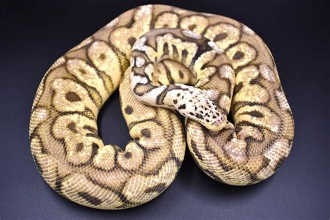 All About Ball Python Morphs