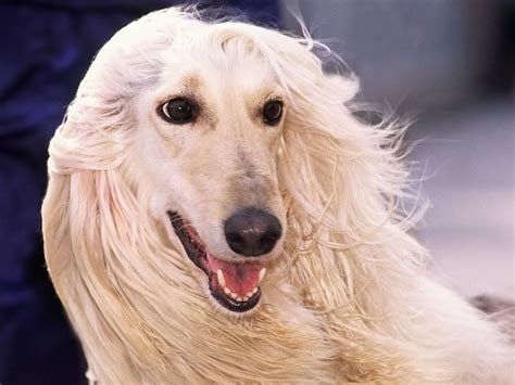 ТОП 10 самых красивых пород собак по версии сайта Ваши Питомцы