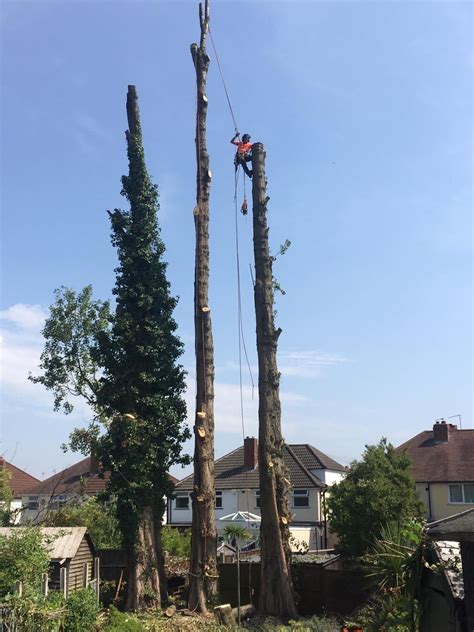 Tree Surgery Tree Surgery