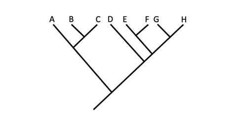 Macroevolution Unit Phylogenetics Diagram Quizlet