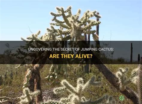 Uncovering The Secret Of Jumping Cactus Are They Alive Shuncy