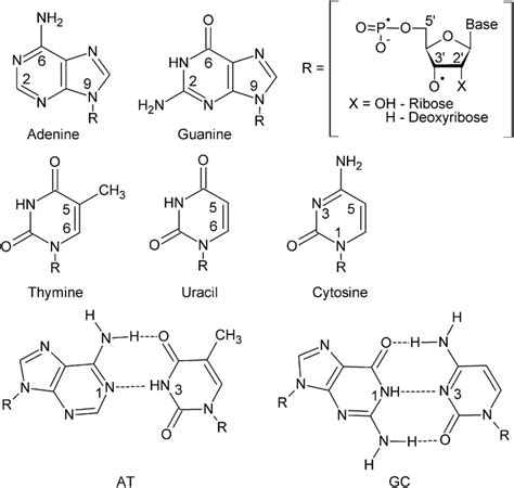 Scheme 1 Natural Nucleobases And Base Pairs Download Scientific Diagram