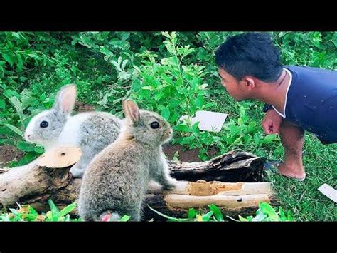 Primitive Technology Amazing Quick Rabbit Trap By Digging Deep Hole