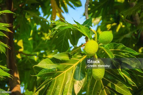 녹색 잎을 가진 나무에 젊은 녹색 빵 나무 과일의 보기를 닫습니다 빵 과일 나무는 남태평양에서 유래 하 고 결국 오세아니아의 나머지에 퍼졌다 과일에 대한 스톡 사진 및 기타