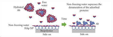 Possible Schemes Of The Protein Interactions With The Hydration Layer