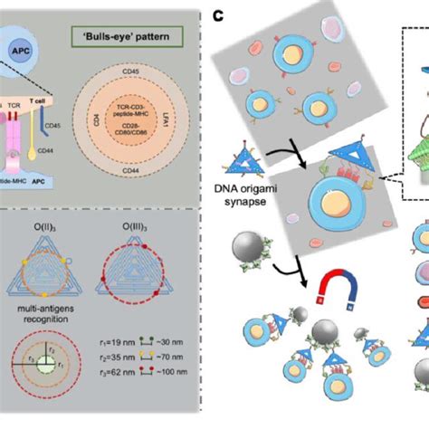 Design And Characterization Of Dna Origami Based Modular 2d Nanoarrays