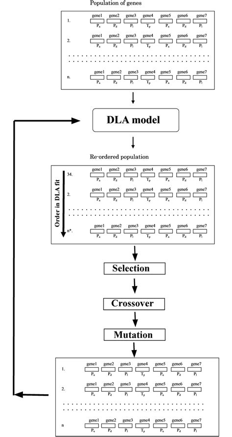 Optimization Step Of Dla Parameters The Initial Population Of Genes
