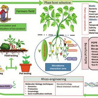 List Of PGPR Used In Different Crops Grain Pulses Fruits Vegetable Download Scientific