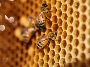 Ancient Egyptian Honey Scientists Found 3 000 Year Old Honey In
