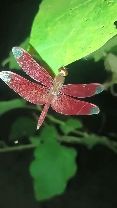 Beautiful Btterfly Youtube