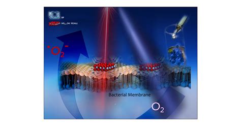 Superb Photo Antibacterial Antibiofilm Activities Of Bp Ws2 And Bp Mos2