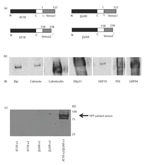 Expression Of The Receptor Dimer Pairs A Schematic Presentation Of
