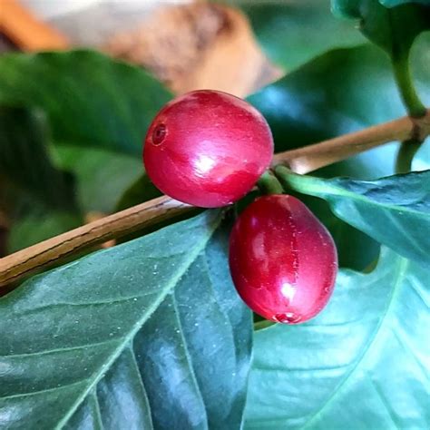 Coffea Arabicas Seedlings • არაბიკა ყავის ხეების ნერგები On Linkedin უკვე მომწიფების პროცესი