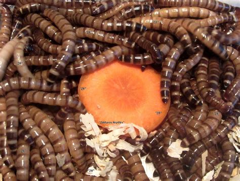 Зофобас купить Киев Zophobas Morio купить Киев Кормовые насекомые купить Киев Зофобас