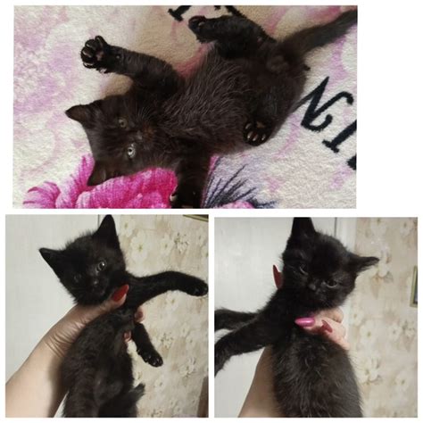 Пристраиваются детишки две девочки и один мальчик Кушают всё Ходят в лоток Мама кошка наша