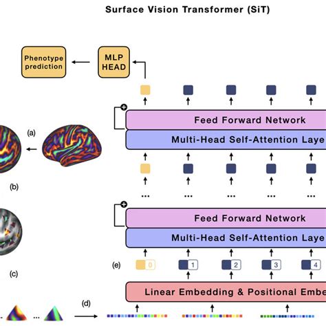 the cortical data is first resampled a using barycentric download scientific diagram
