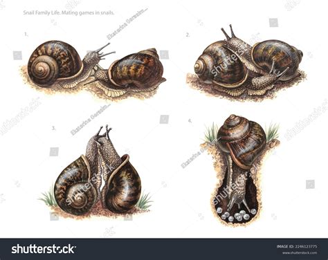 Mating Slug Over 15 Royalty Free Licensable Stock Illustrations Drawings Shutterstock