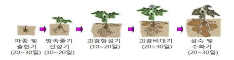 감자 심는시기 재배방법