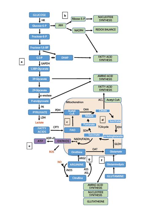 Role Of Metabolic Reprogramming In Pulmonary Innate Immunity And Its Impact On Lung Diseases