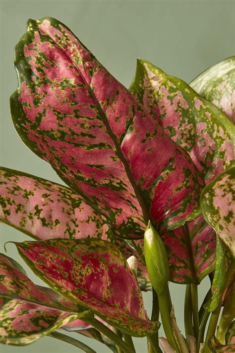 Aglaonema Ruby Ray