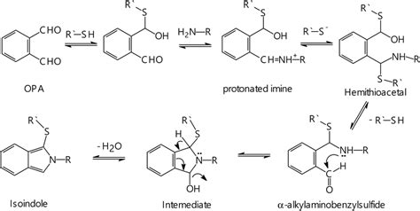 The Suggested Reaction Pathway Between Opa Thiol Compound And The