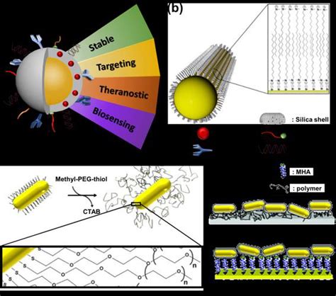 Surface Modification Of Aunps A Application Of Aunps In The