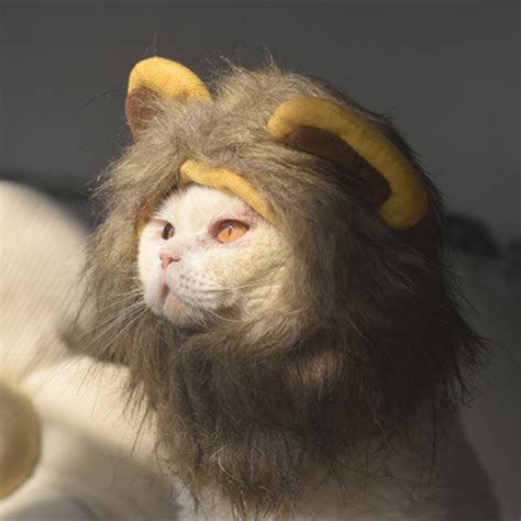 Badu Bg Сладка овча грива котешка перука шапка за кучета и котки малко куче домашен любимец