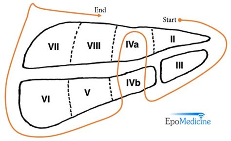 Liver Segments Explained With Mnemonic Epomedicine