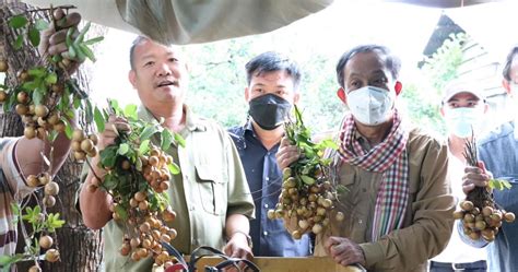 ឯកឧត្តម ងួន រតនៈ និង ក្រុមការងារសម្ដេចតេជោ ហ៊ុន សែន ចុះទិញផ្លែមៀនតាមចម្ការប្រជាកសិករ