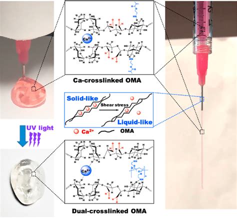 Schematic Illustration Of Photocrosslinkable Calcium Crosslinked Oma Download Scientific