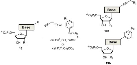 Modified Ribo Nucleoside Triphosphates Boc Sciences