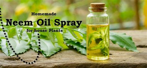 How Often To Use Neem Oil For Plants Make And Use Inhouseplant