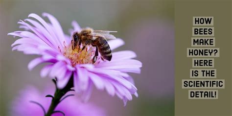 How Bees Make Honey Here Is The Scientific Detail Bharat Honey